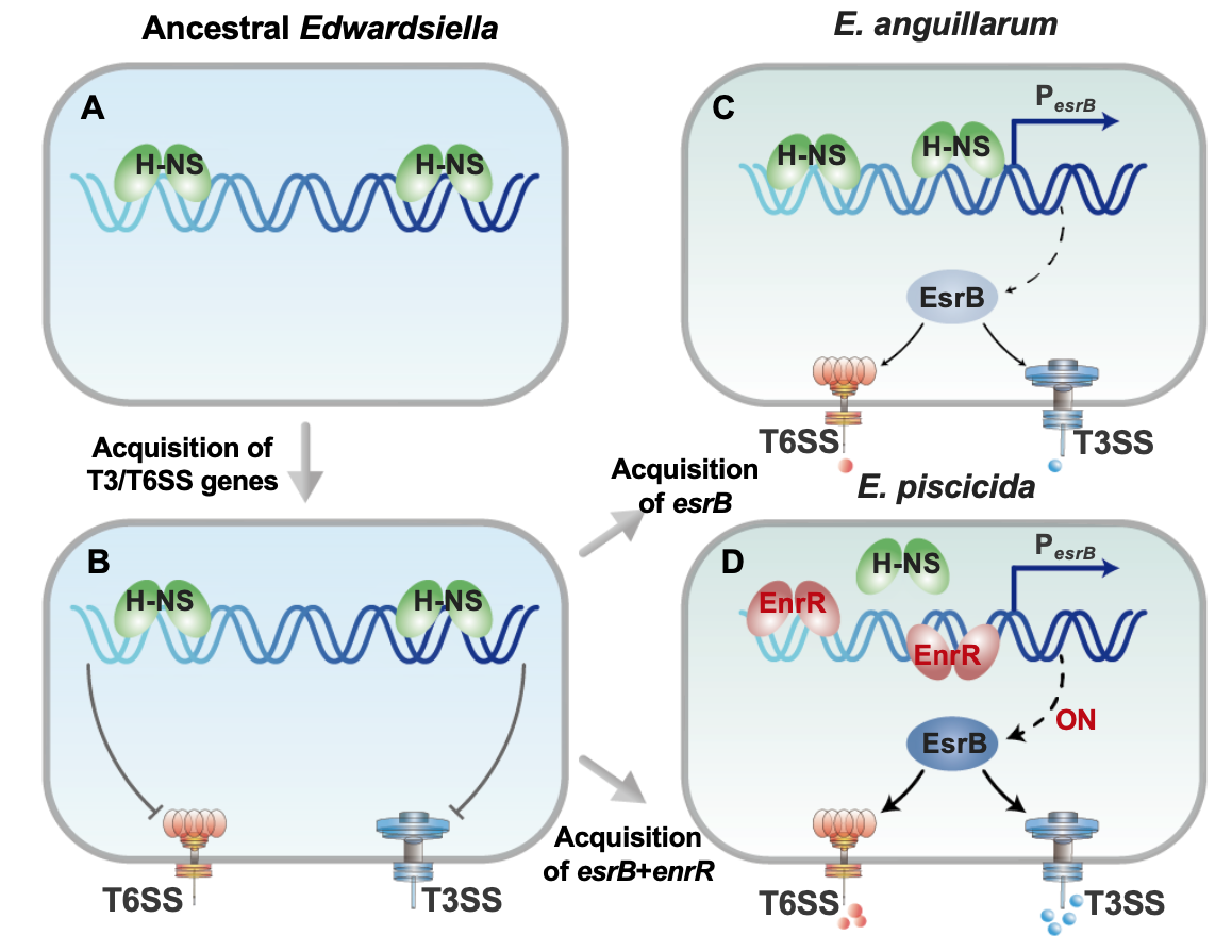 【创新前沿】Nucleic Acids Research报道我校病原菌毒力调控研究最新成果